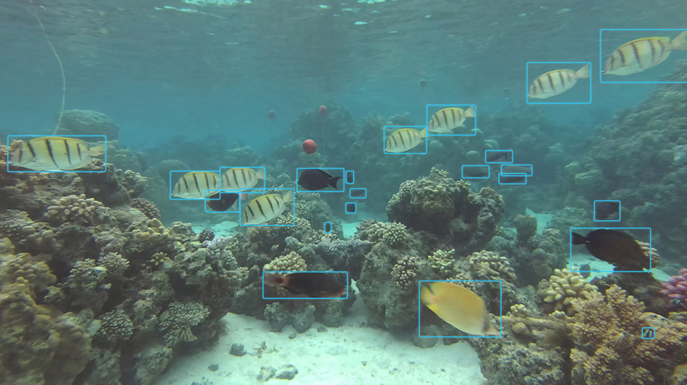 ReefOS - The most advanced AI for the reef.