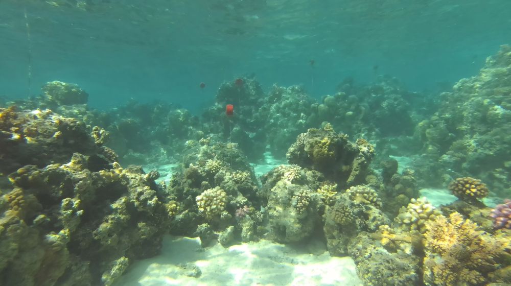 ReefOS - The most advanced AI for the reef.